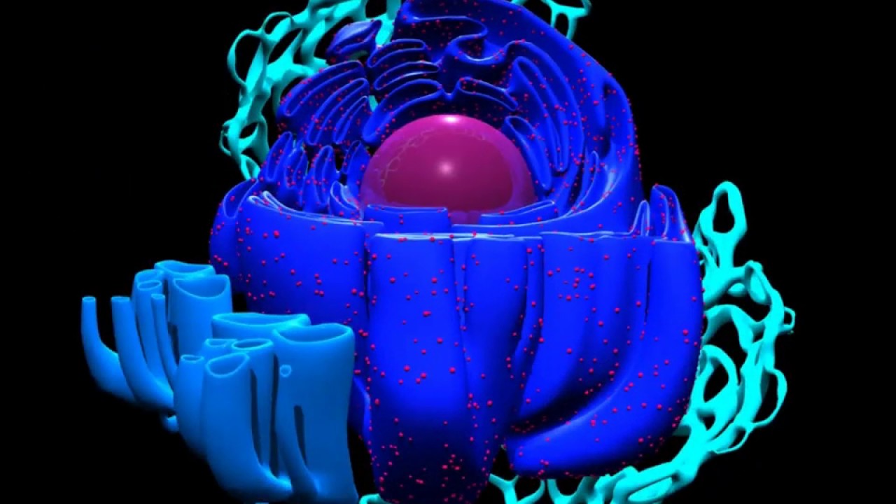 कोशिका अंगक - आंतरद्रव्यजालिका Endoplasmic reticulum - Animated 3D ...