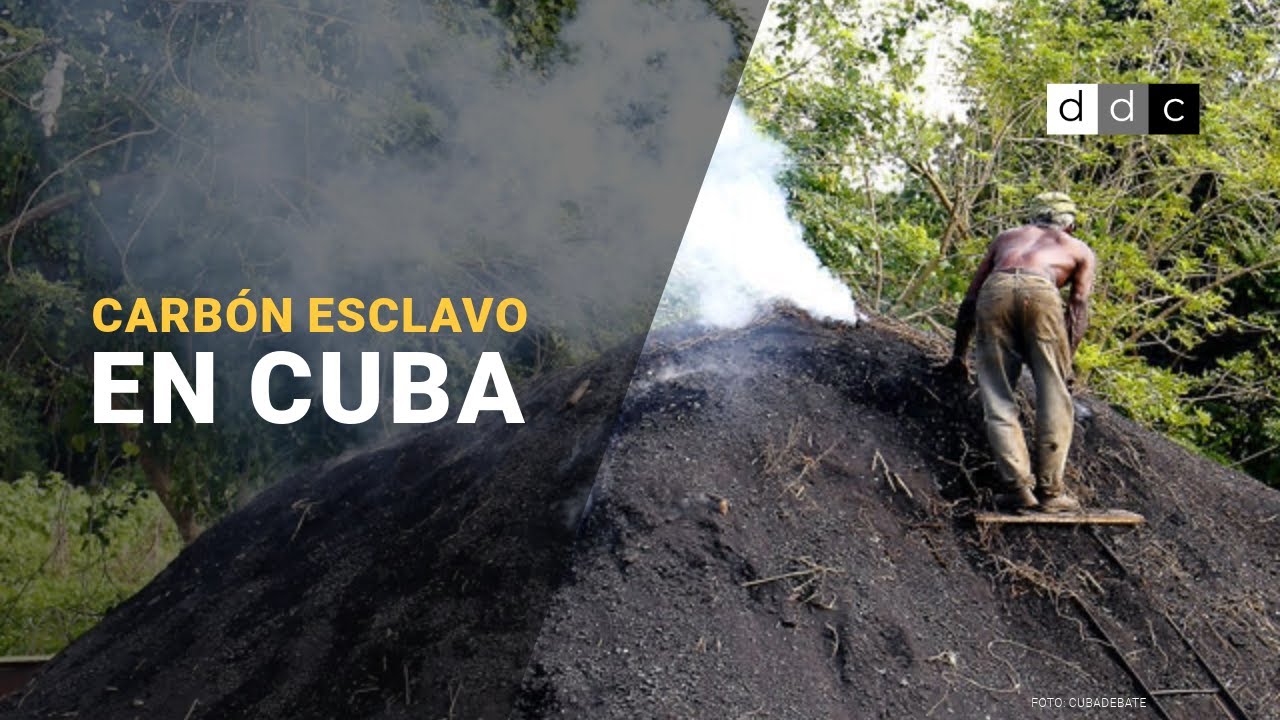 DDC REPORTA | Carbón de marabú para la exportación: con el sudor de los ...