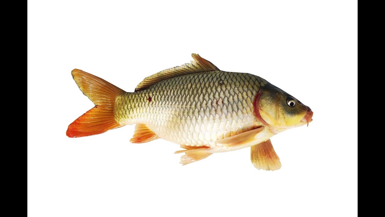 Fish #SAMINA UK MOM https://youtu.be/HcW520nEXFE - YouTube