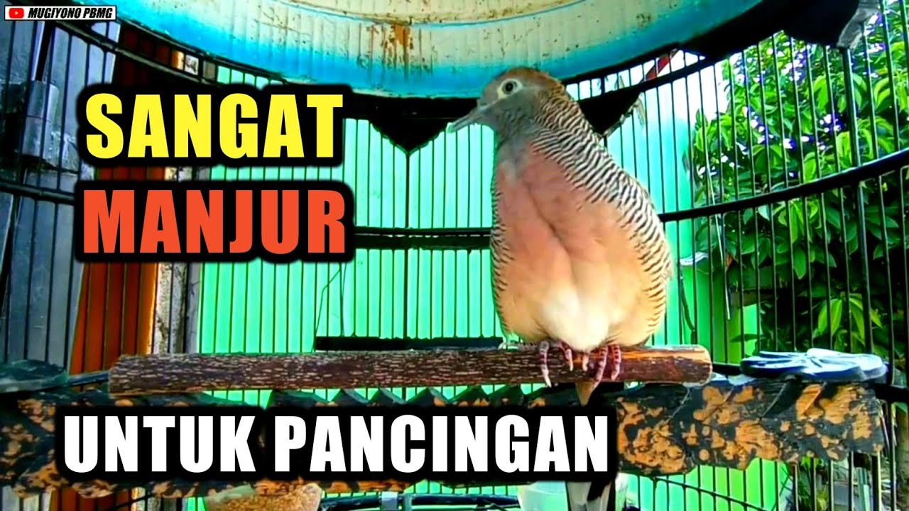 Suara perkutut bangkok gacor Manjur untuk Pancingan. - YouTube