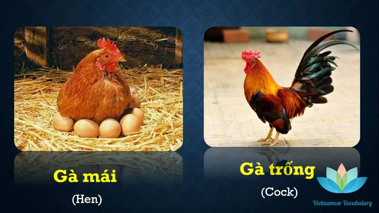 Learning vietnamese vocabulary: Farm Animals topic - YouTube