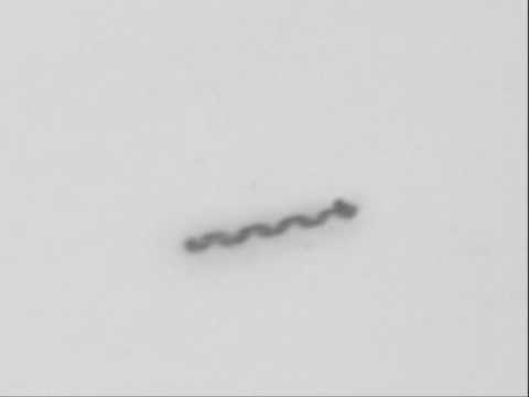 single helical swimmer (artificial bacterial flagellum) swims towards a ...
