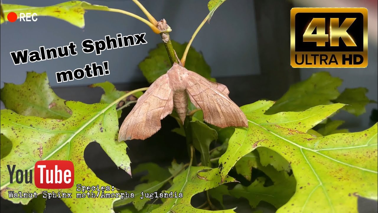 Beautiful moth - Walnut Sphinx Moth - 4k quality (no commentary) - YouTube