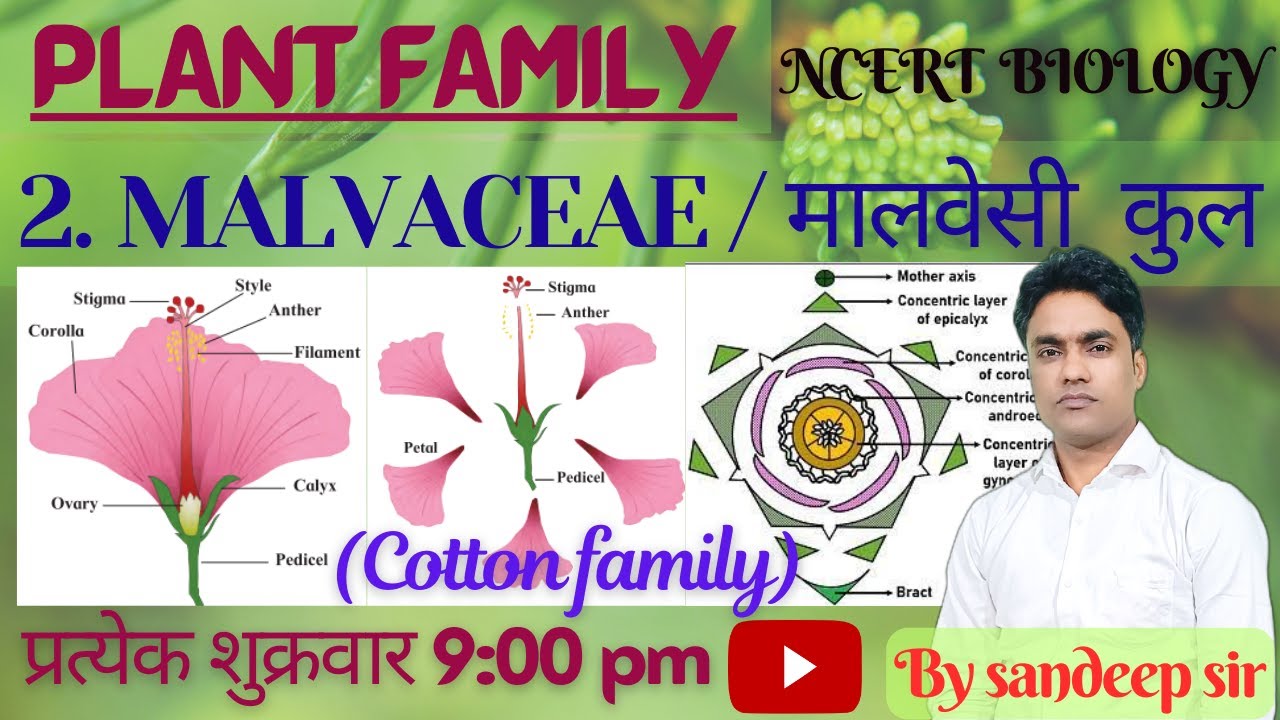 PLANT FAMILY | Malvaceae family | Cotton family #biology - YouTube
