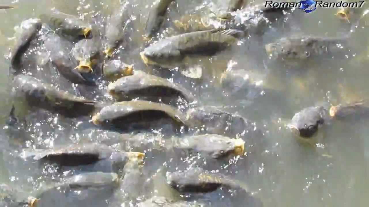 Hungry Fish, Голодная рыба! - YouTube