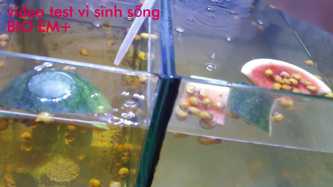 Test vi sinh sống bio em + xử lý nước - YouTube