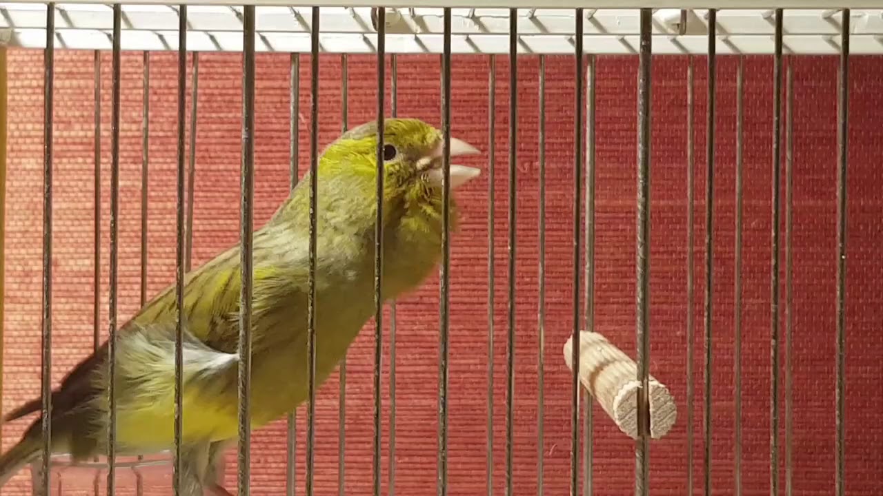 Canto De Canarios Timbrados