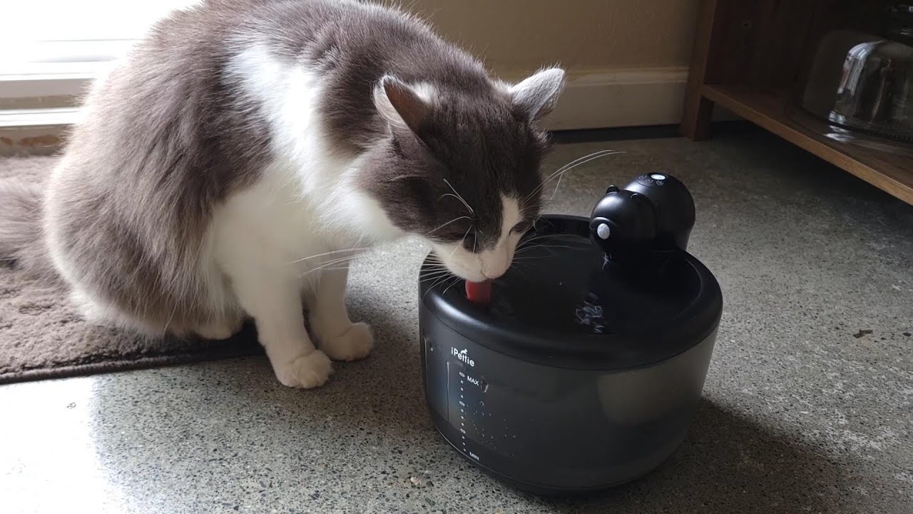 Cat Fountain battery powered CAT APPROVED - YouTube