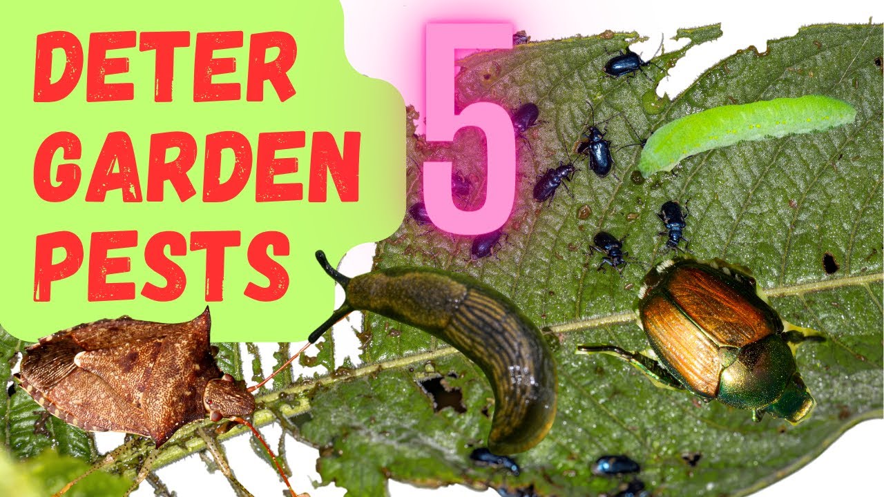 Deter These 5 Common Garden Pests Without Chemicals - YouTube