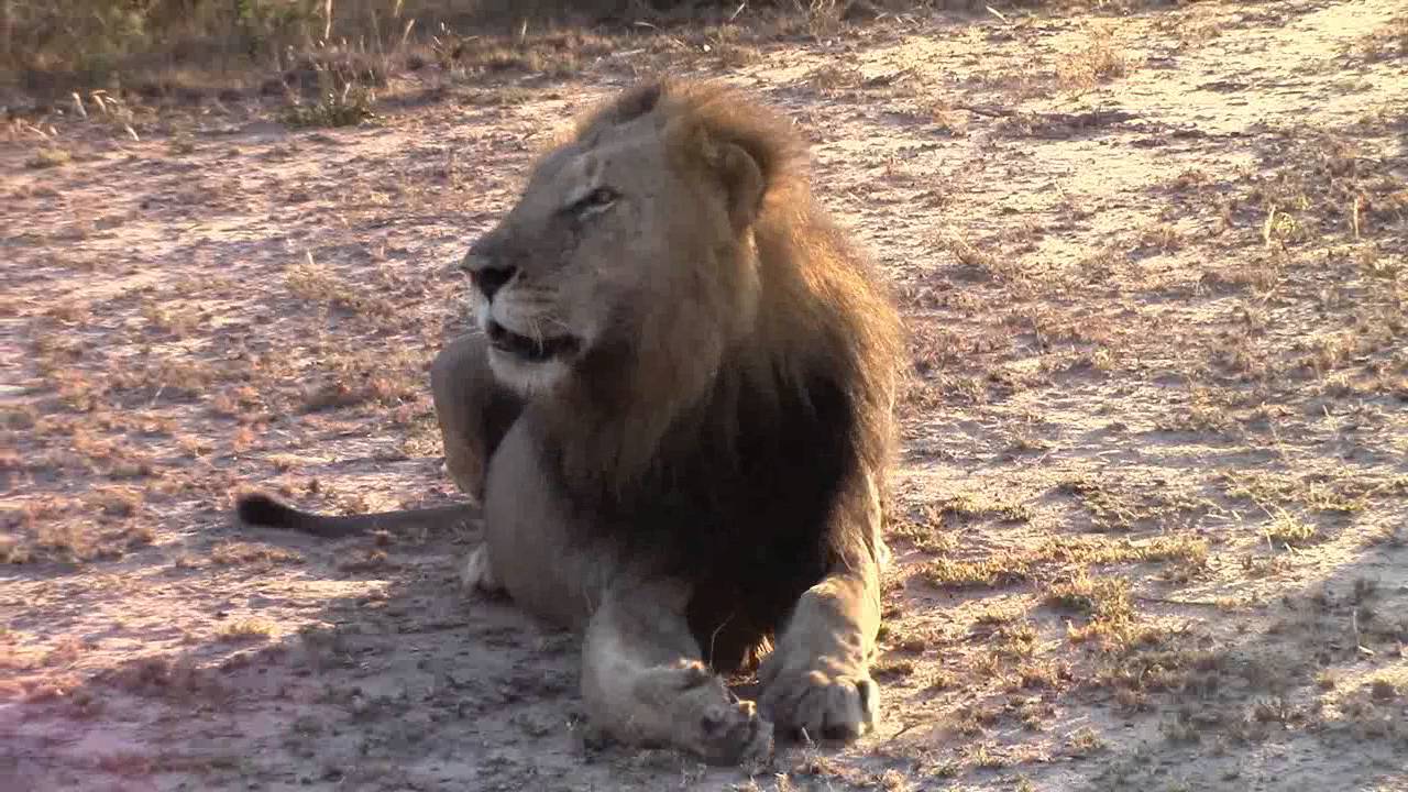 Powerful Roar of a Magnificent Male lion (Majingilane male) - YouTube