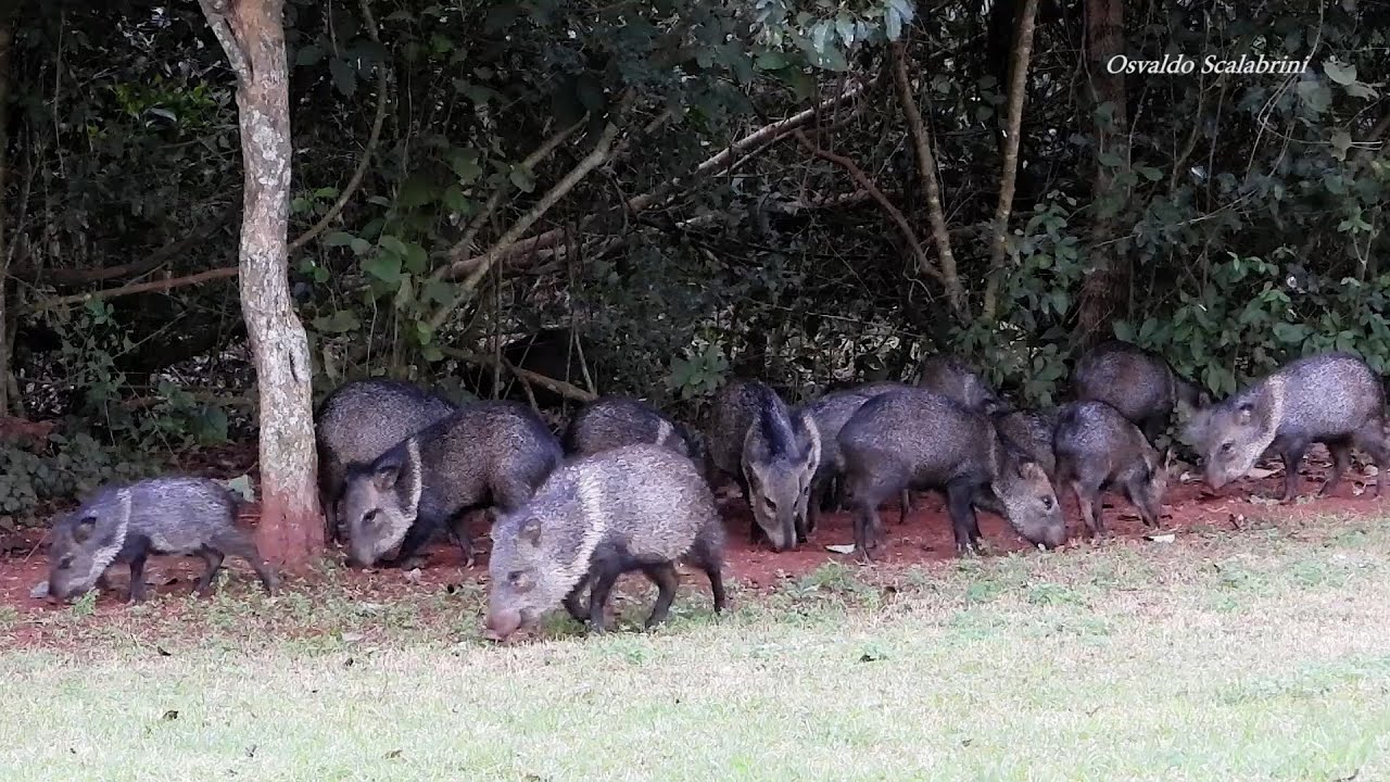 CAITITU manada na trilha (PECARI TAJACU), TAYASSU, DICOTYLES, COLLARED ...