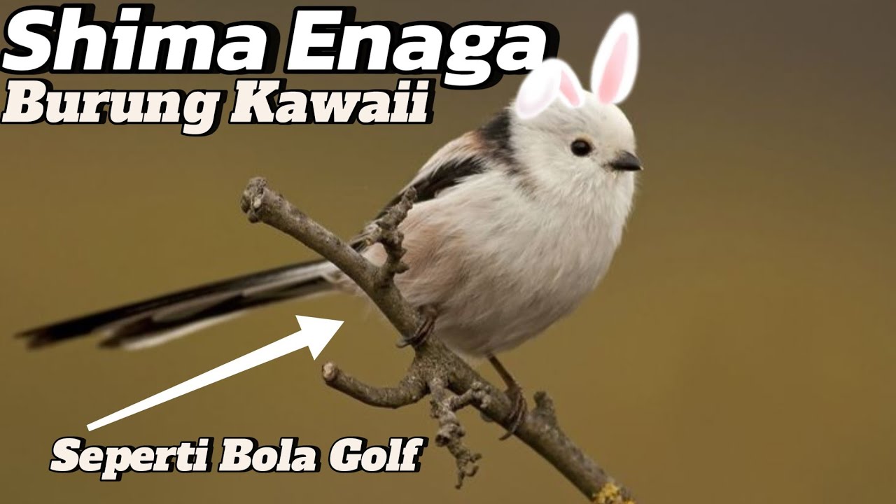 Shima Enaga Bird || Burung imut yang memiliki tubuh bulat - YouTube
