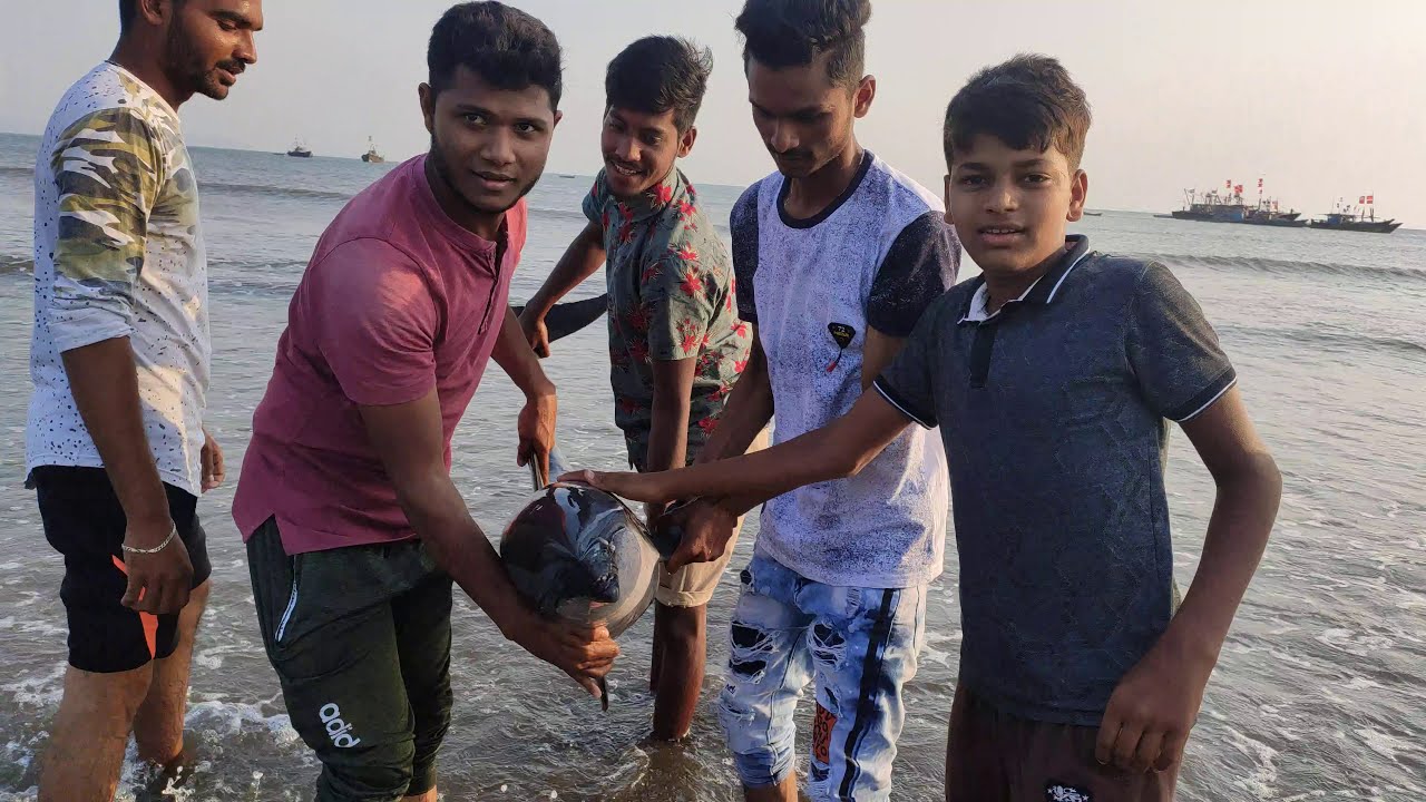 HARNAI BEACH PAR DOLPHIN , DAPOLI , RATNAGIRI ( 27/03/2020 ) - YouTube