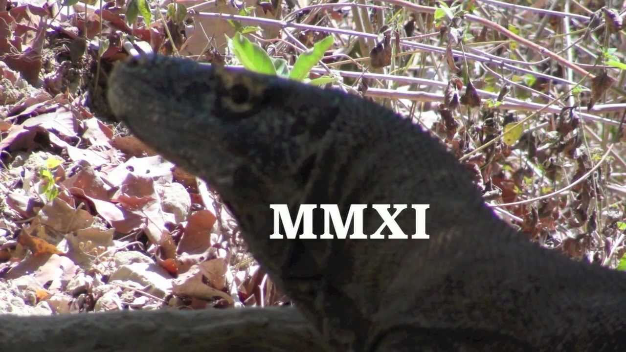 Komodo Dragons Mating: Trip to Rinca Island, Indonesia, 2011 - YouTube