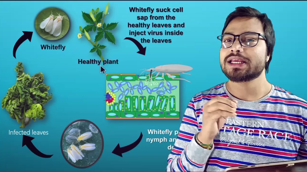 Yellow vein mosaic okra/bhindi | Disease cycle, disease management ...