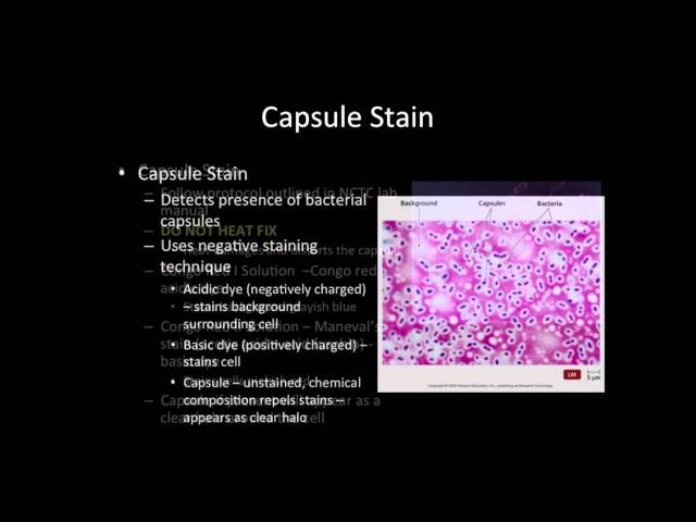 Capsule Stain