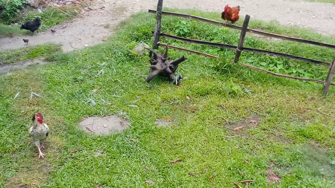 Local Roosters - YouTube