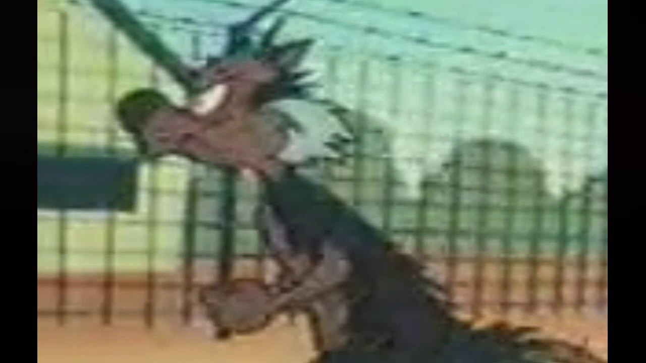 51 Road Runner Show Compilation EXTRAS - YouTube