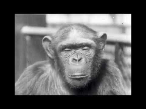 Monkey Into Man (1938) Apes Animal Intelligence - YouTube