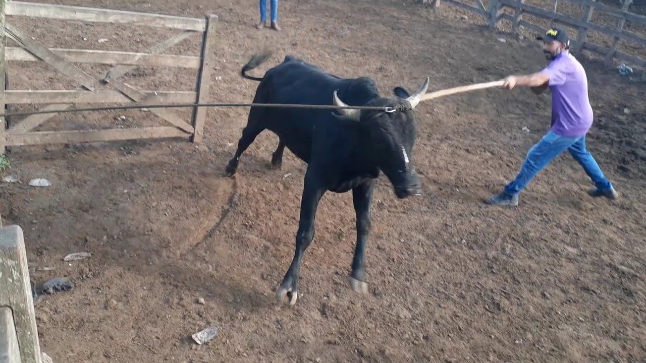 BOI BRABO NA FEIRA DO GADO DE CACHOEIRINHA PERNAMBUCO - YouTube