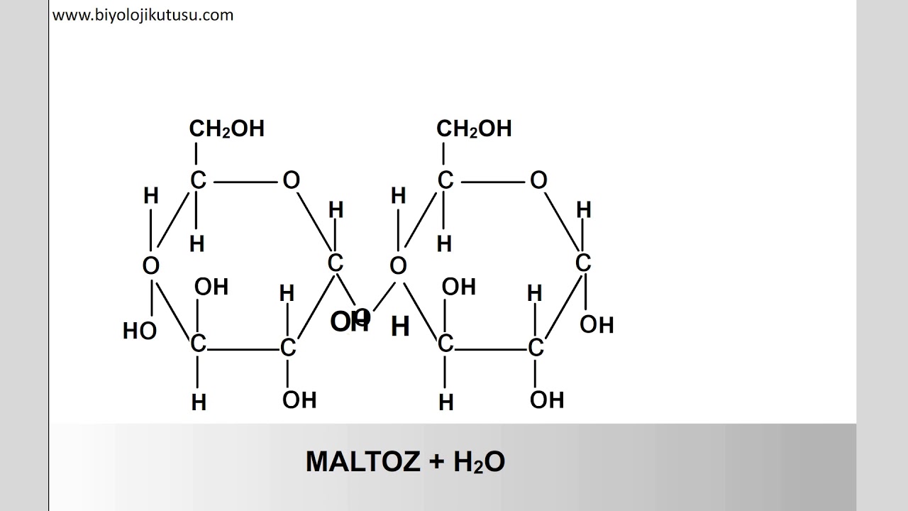 Maltoz Hidrolizi - YouTube