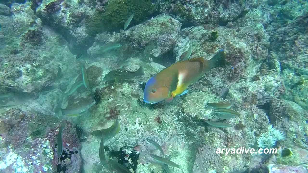 호박돔(Choerodon azurio)~ Azurio tuskfish, Scarbreast tuskfish - YouTube