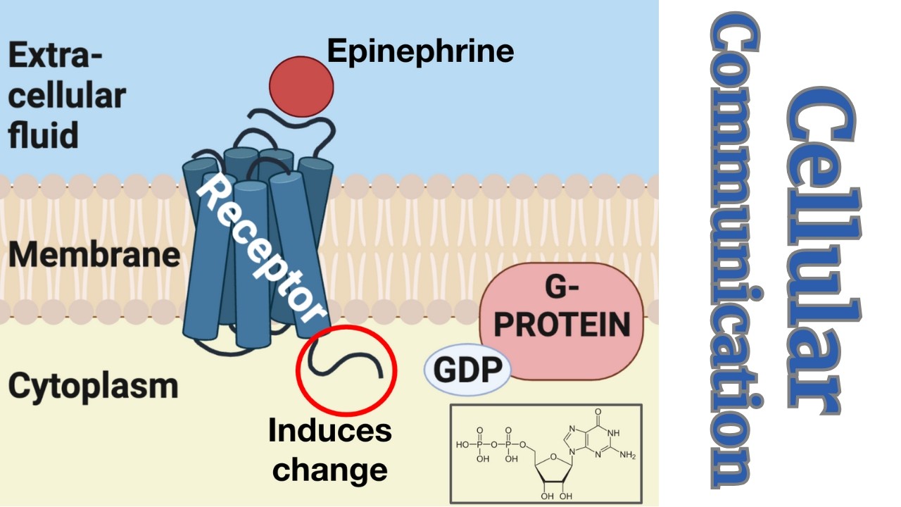 What AP Bio students MUST KNOW about Cell Communication! - YouTube