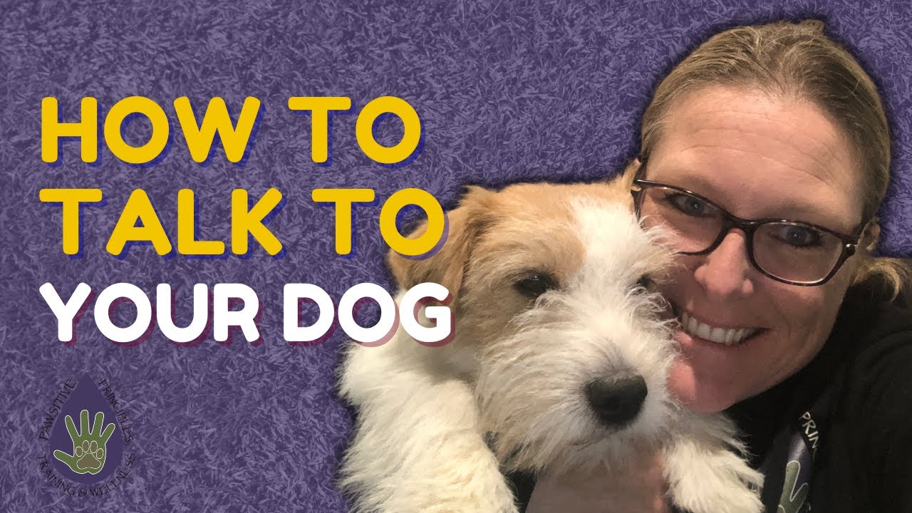 How to Talk Dog - 5 Behaviors Explained - YouTube