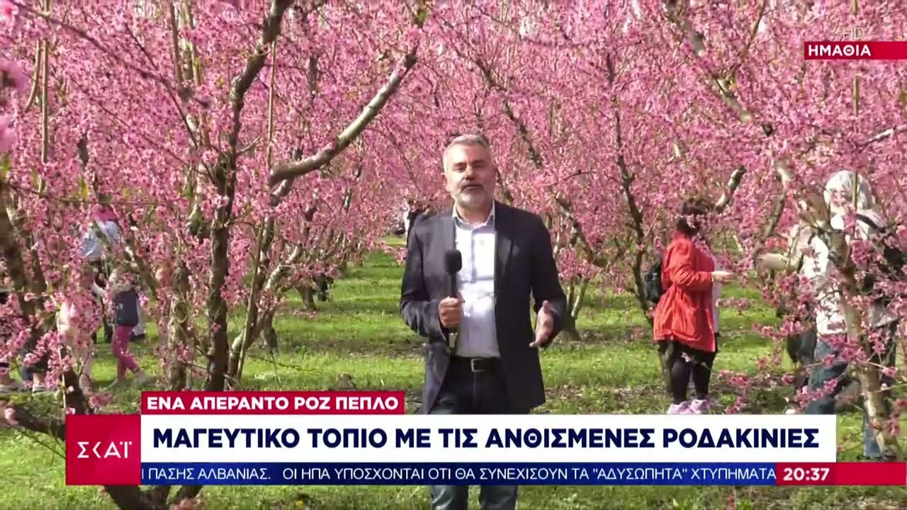 Μαγευτικό τοπίο με τις ανθισμένες ροδακινιές - Ένα απέραντο ροζ πέπλο ...