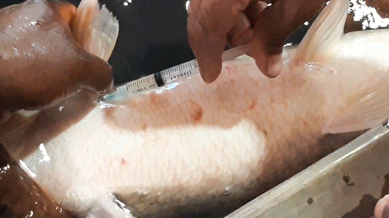 Injection To Fish - YouTube
