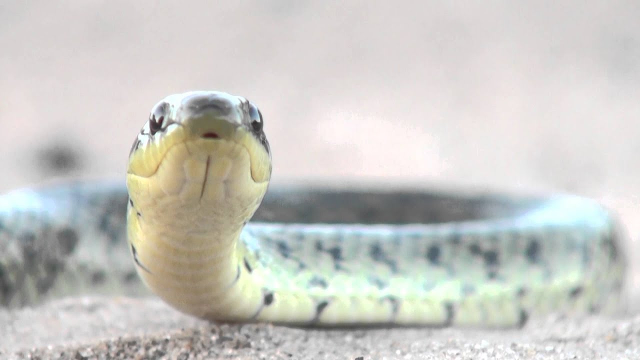 Culebra verde y negra (Liophis poecilogyrus) - YouTube