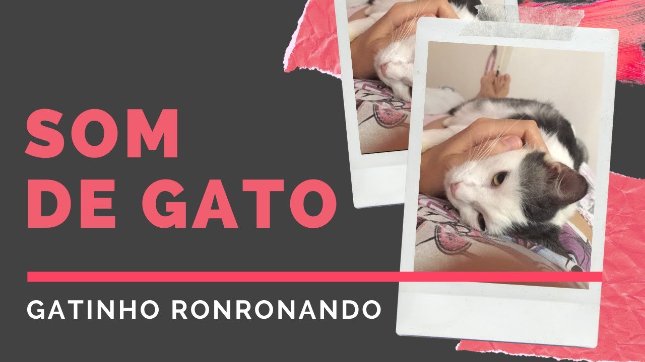 GATINHO RONRONANDO - som dos animais - som de gato ronronando-BICHOS E ...