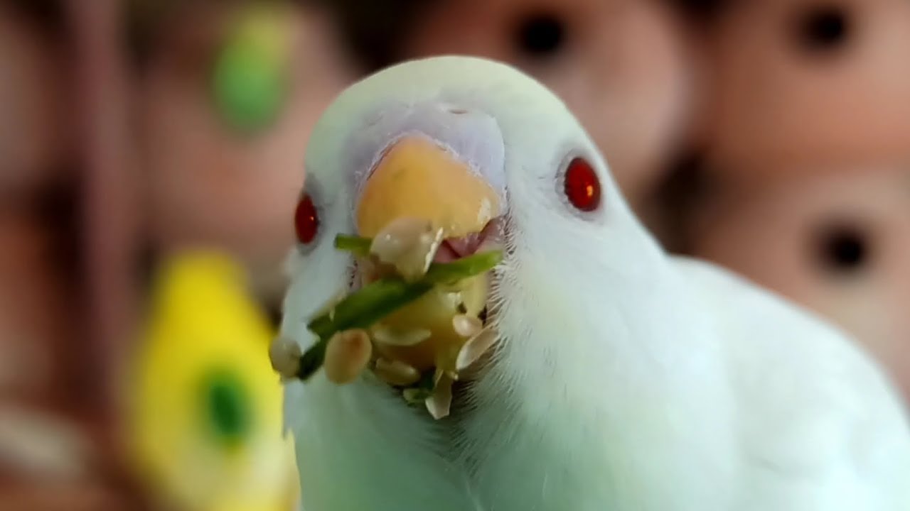Why I Love COLOURLESS red_eye PARAKEETs..| Budgerigar or Budgie Parrots ...