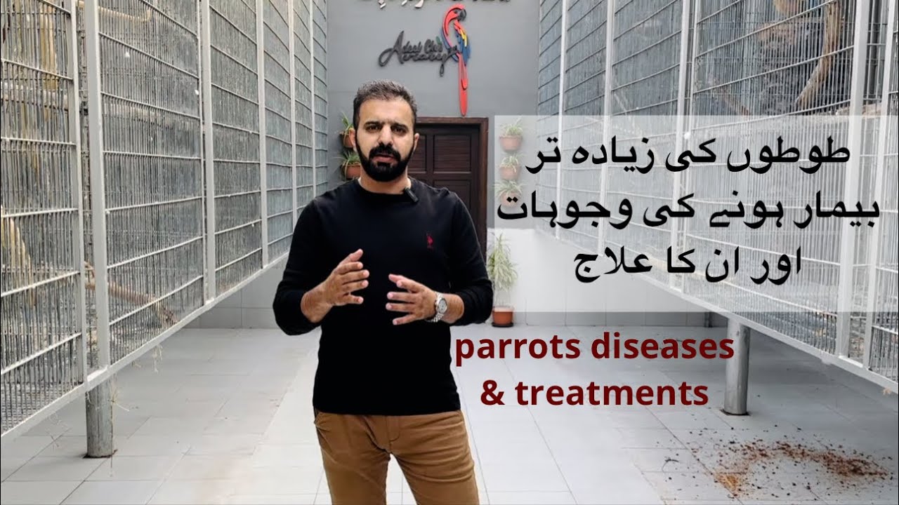 Common parrot diseases and treatments - YouTube