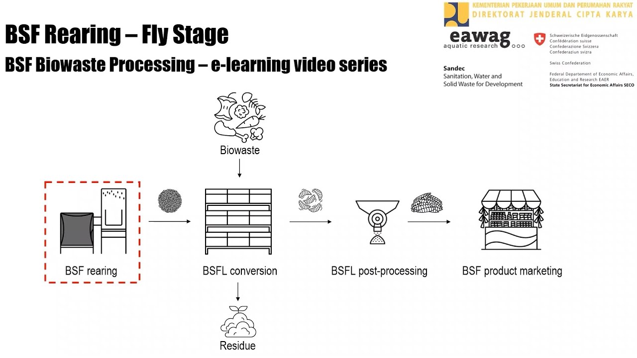 BSF Rearing - Fly stage - BSF Biowaste Processing e-learning video ...