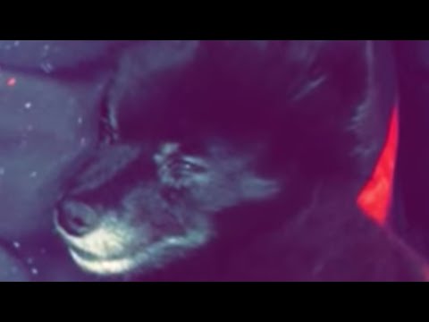 RUFIO - The Cutest Dog Ever - YouTube