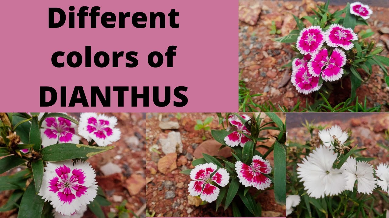 Dianthus Different colors | Top colors of dianthus flowers - YouTube