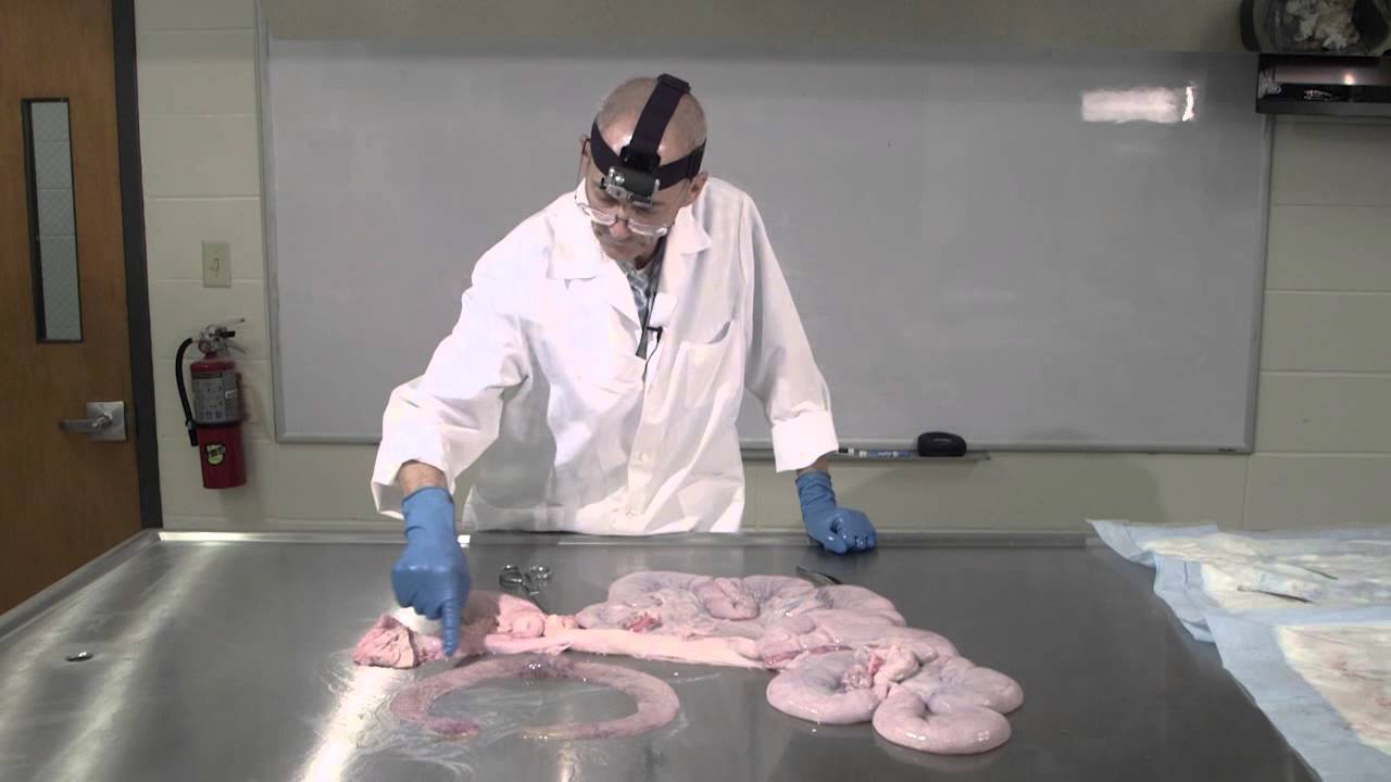 Pregnant Sow Reproductive Tract Dissection - YouTube
