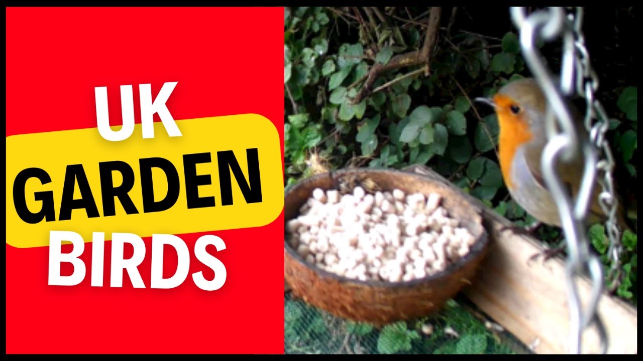 "Up Close with a Friendly Robin Bird on My Bird Table" - YouTube