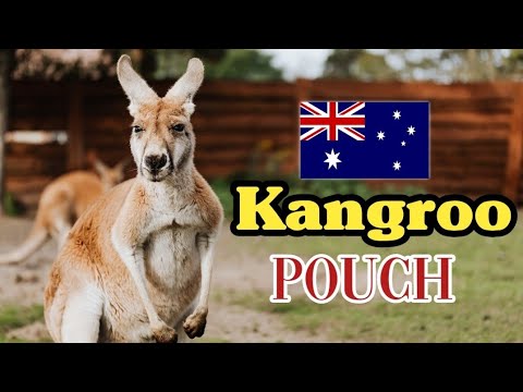 The Incredible Kangaroo Pouch || Nature's Hidden Wonders Revealed - YouTube