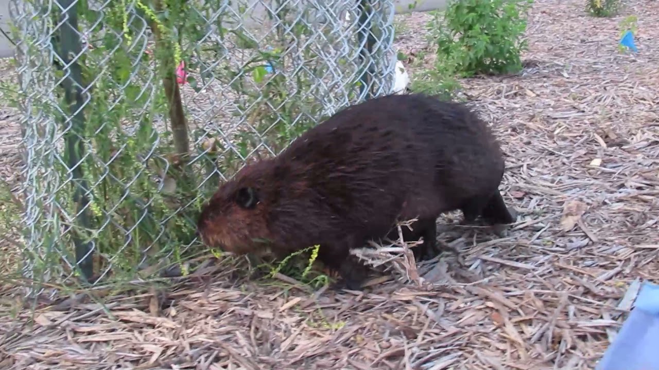 Spud the Beaver Breaks into Fence to Steal Protected Tree - YouTube