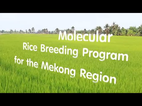 E5 Molecular Rice Breeding Program for the Mekong Region EN - YouTube