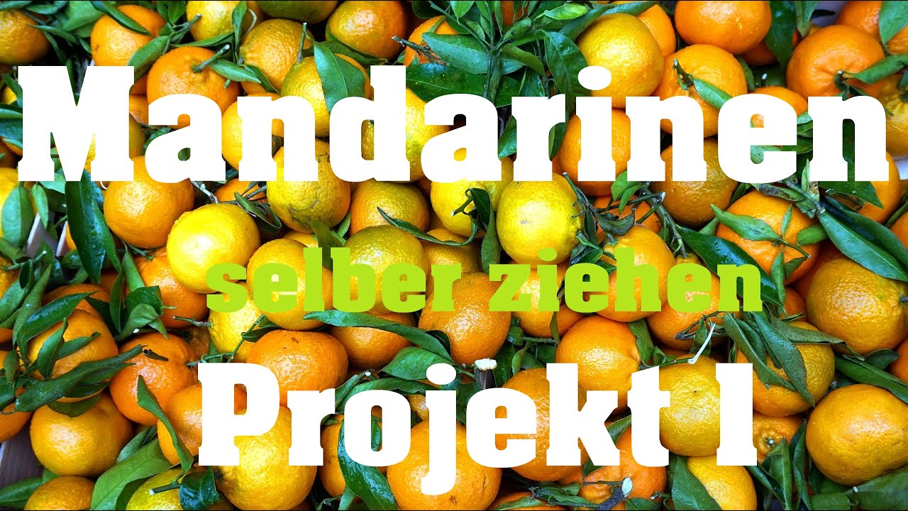 Clementinenbaum / mandarinenbaum aus kernen samen selber ...