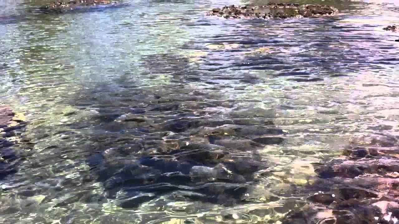 Wading through the water at low tide on a beach in Lahaina - YouTube