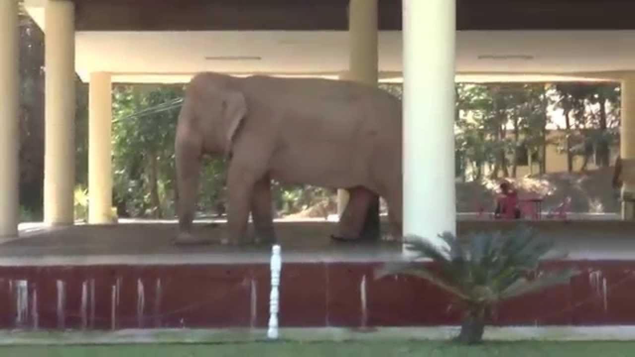 Myanmar - Yangon - White Elephant #1 5 Mar 2015 - YouTube