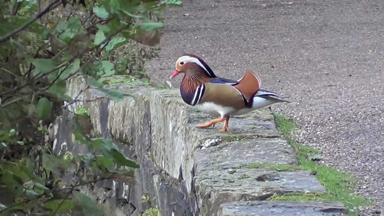 Mandarin Duck jumping into Water (HD) - YouTube