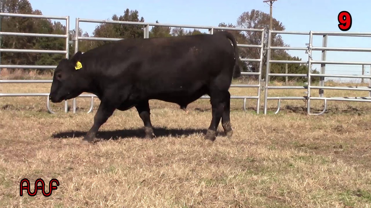 Adams Angus Farm Lot 9 - YouTube