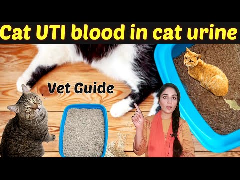How to treat cat Urinary tract infection /Cat UTI infection sign ...