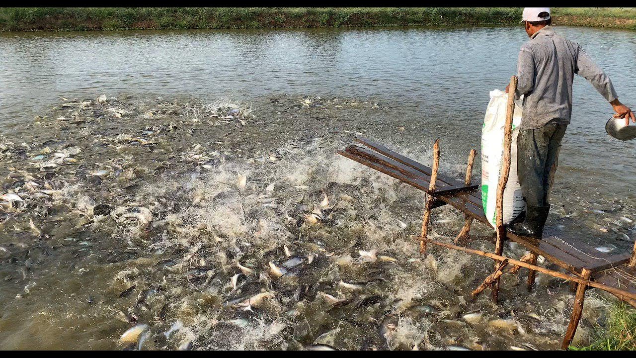 Pangasius Fish Farming Business in India || Pangasius Fish Feeding in ...