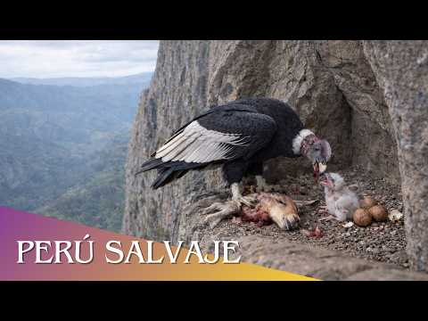 PERÚ SALVAJE | Documental de Naturaleza y Animales en 4K 2160p | Grandes Documentales